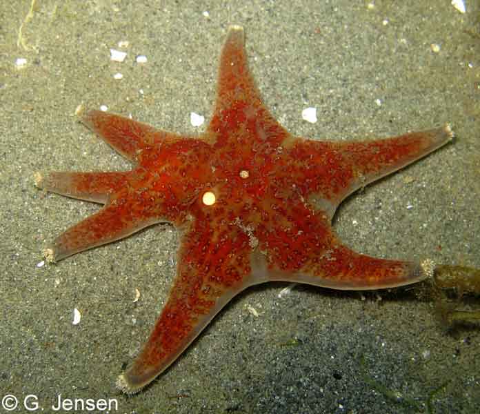 Aberrations-Mutations-Twins